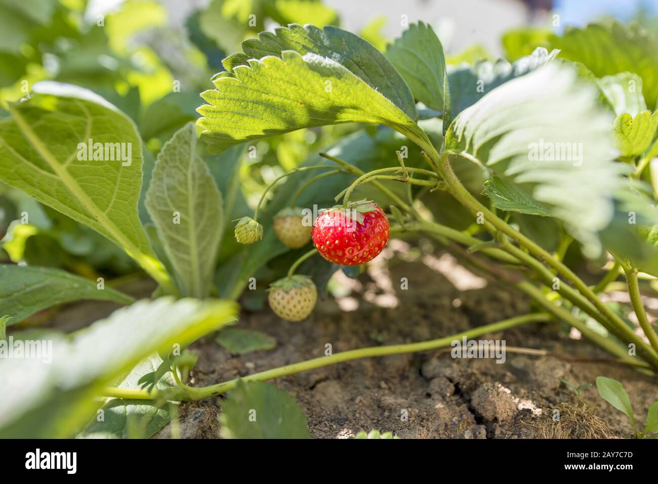 Strawberries growing on bush hi-res stock photography and images - Alamy
