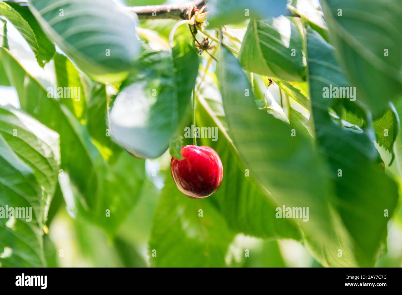 Cherry on the tree hi-res stock photography and images - Alamy