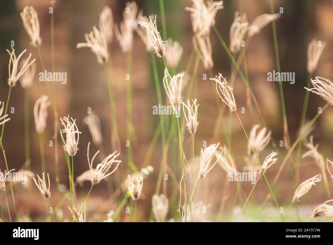 Beauty of grass Stock Photo - Alamy
