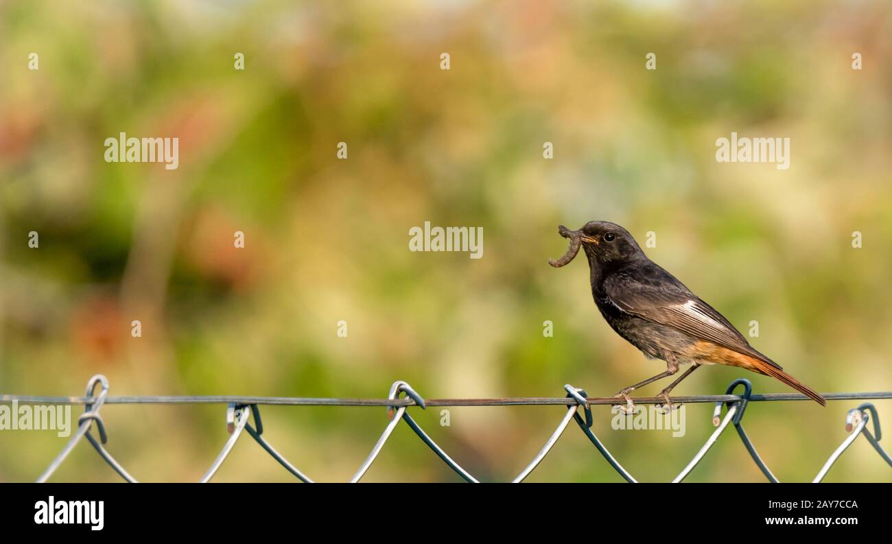 An insect in its beak hi-res stock photography and images - Alamy