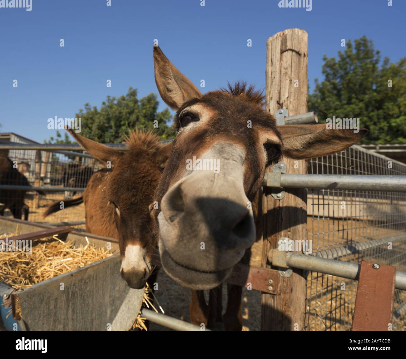Donkey head close up shot on a farm on Cyprus Stock Photo - Alamy
