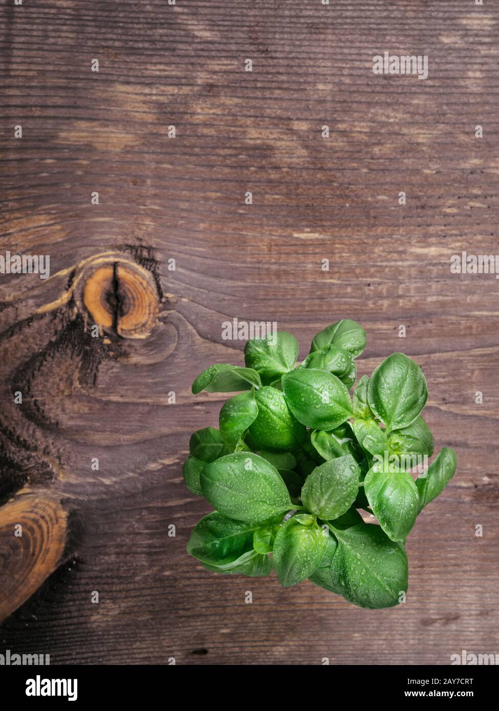 fresh basil leaves Stock Photo - Alamy