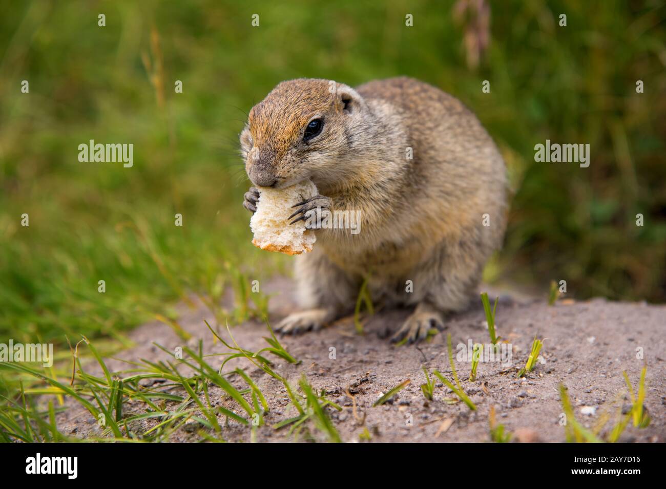 Nature ground squirrel hi-res stock photography and images - Alamy