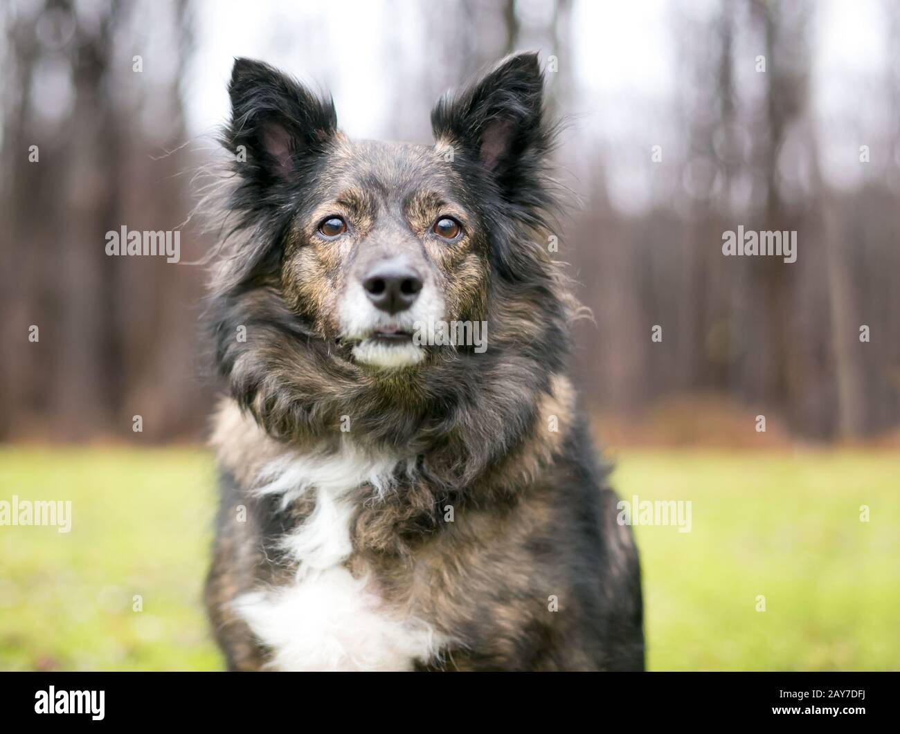 A scruffy mixed breed dog outdoors Stock Photo - Alamy