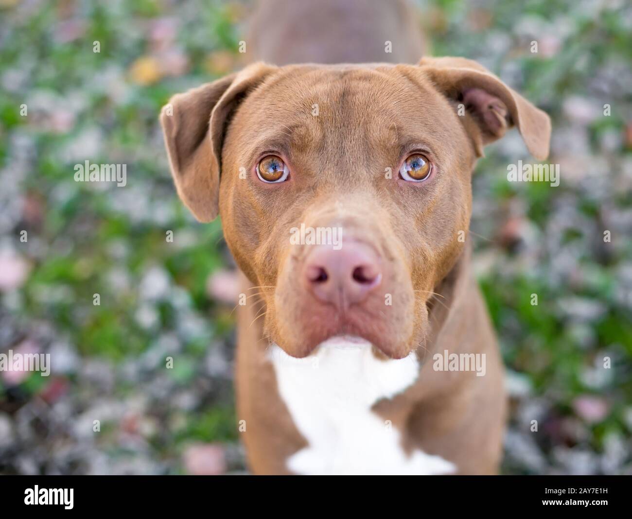 Pit bull staring at camera hi-res stock photography and images - Alamy