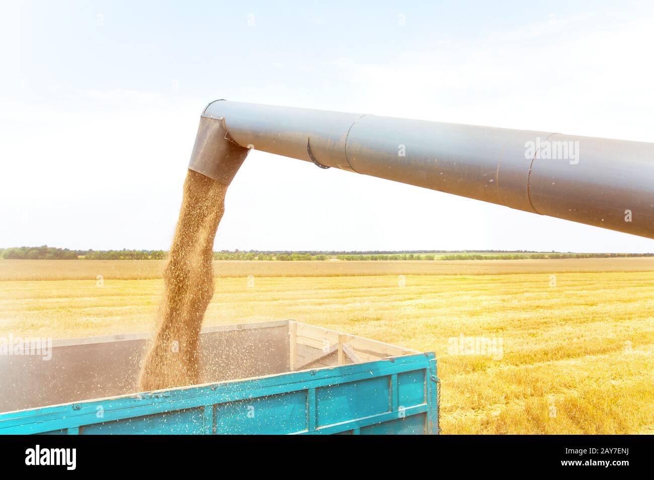 Combine harvester in action on wheat field, unloading grains Stock ...