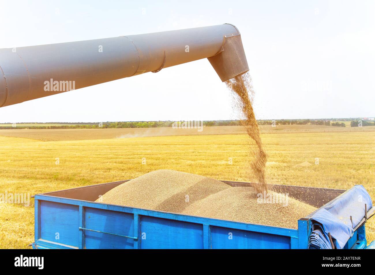 Combine harvester in action on wheat field, unloading grains Stock ...