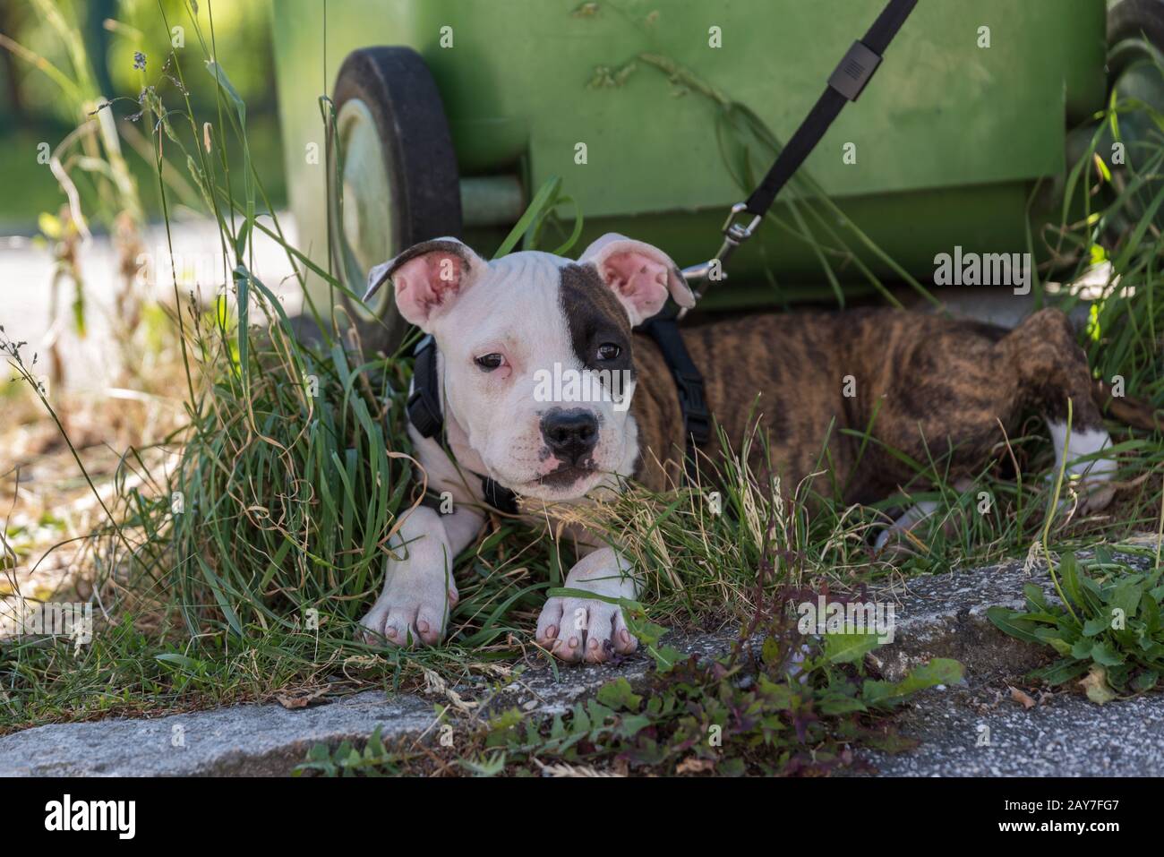 Steadfast frien hi-res stock photography and images - Alamy