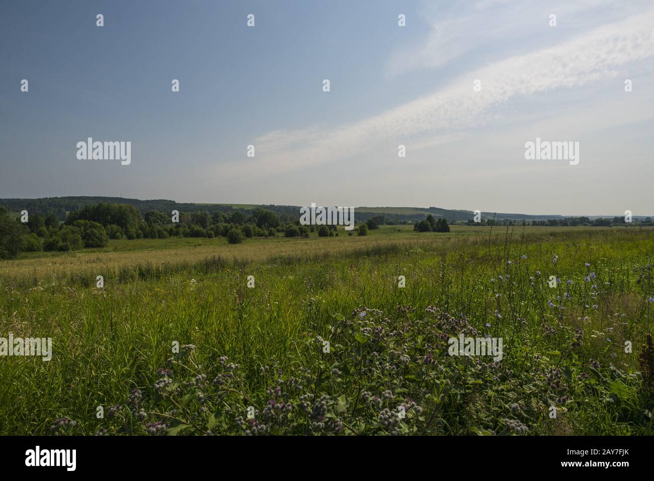 Russian summer vast field beautiful landscape shot Stock Photo - Alamy