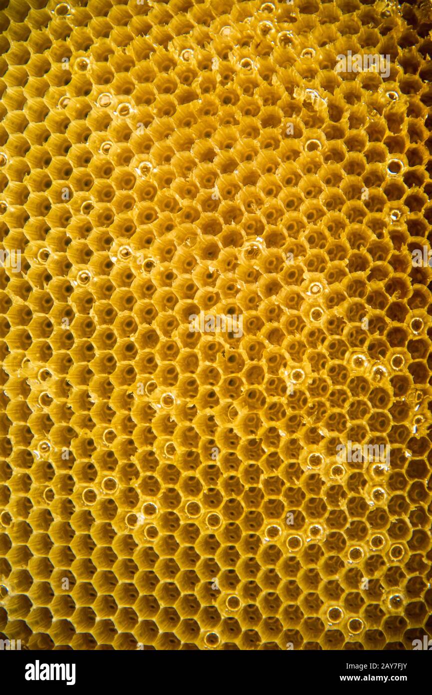 Honey bee foundation hi-res stock photography and images - Alamy