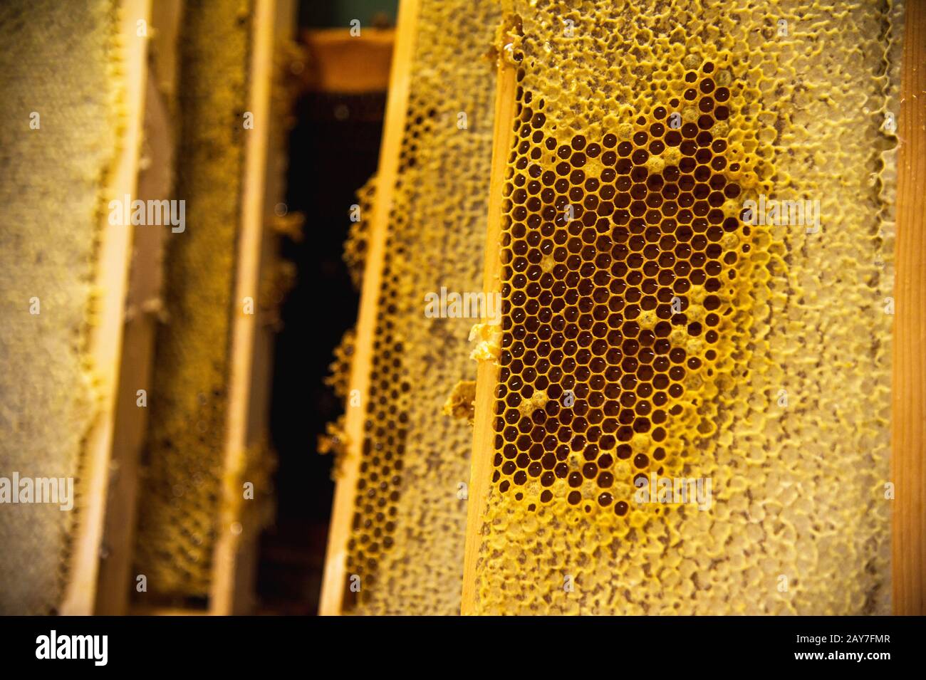 Young bees, male drones on a honey frame Stock Photo - Alamy Young bees, male drones on a honey frame Stock Photo - Alamy