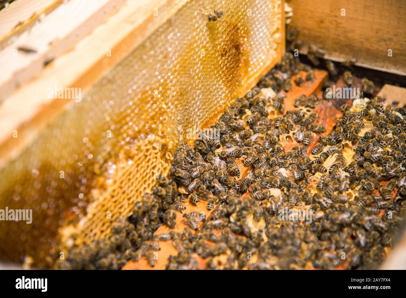Many bees in an open hive Stock Photo - Alamy