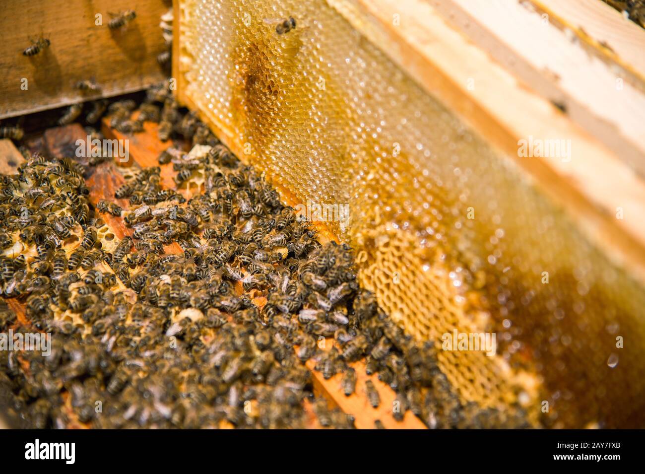 Many bees in an open hive Stock Photo - Alamy