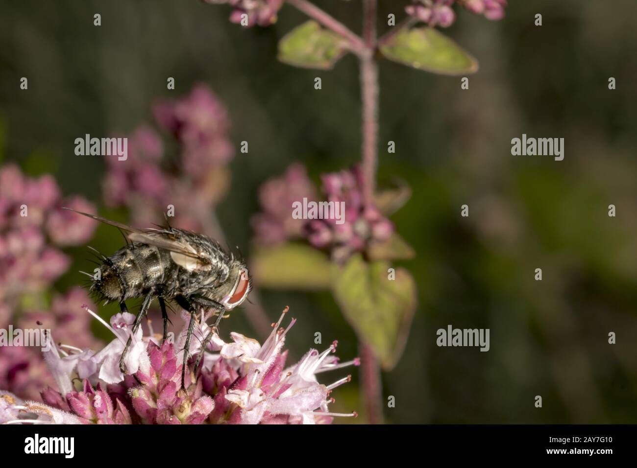 Pink fly hi-res stock photography and images - Alamy