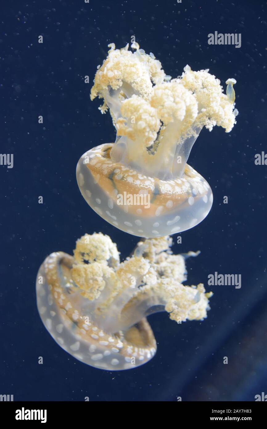 Flying jellyfish hi-res stock photography and images - Alamy