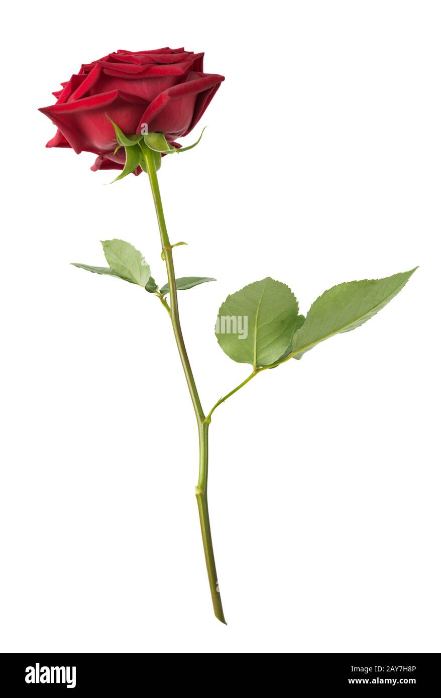 Red rose on a white background Stock Photo - Alamy