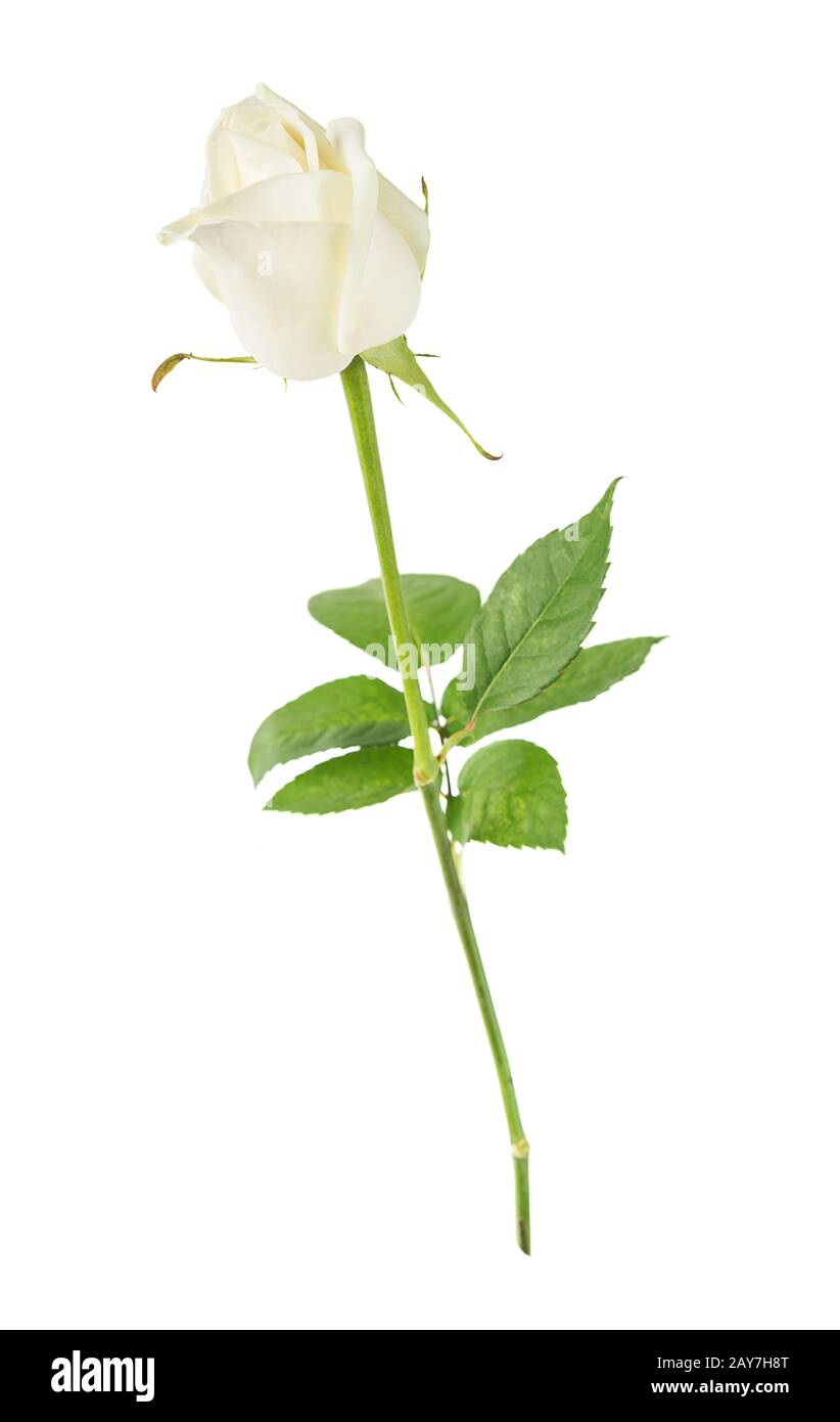 White rose on a white background Stock Photo - Alamy