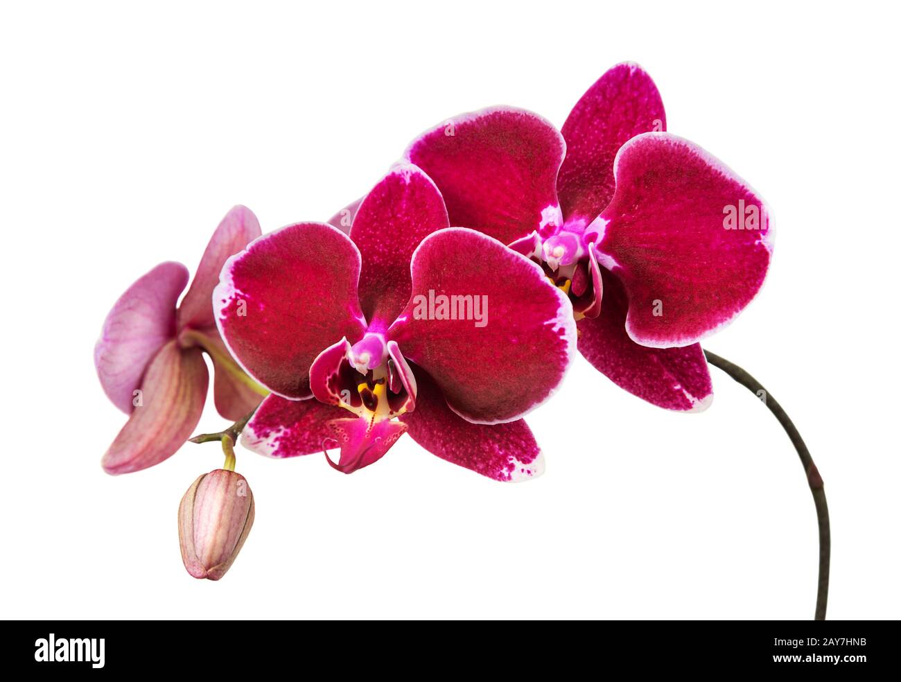 Red orchid on white background Stock Photo - Alamy