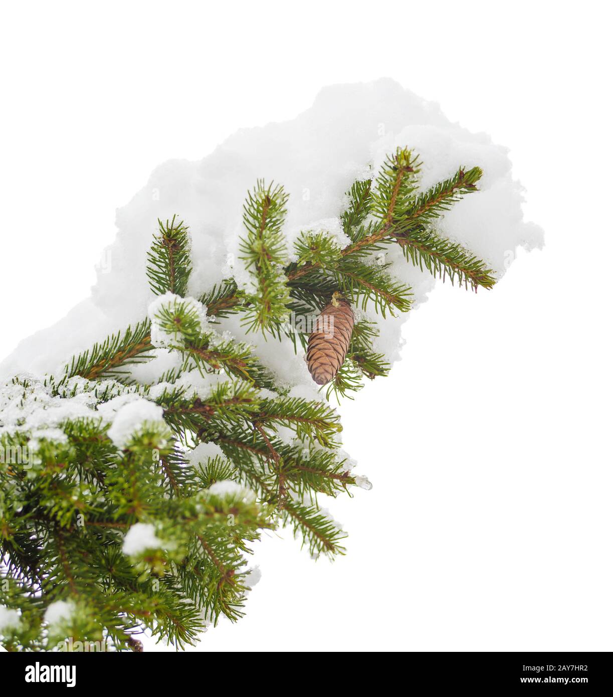 Sprig of fir with Stock Photo - Alamy