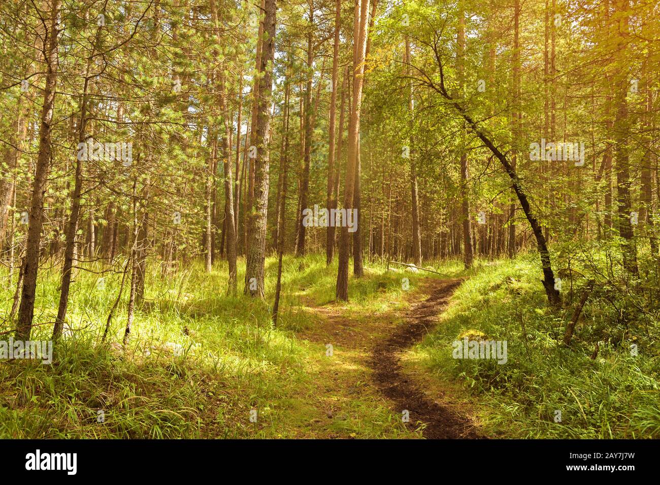 spring forest with a path and sun rays Stock Photo - Alamy