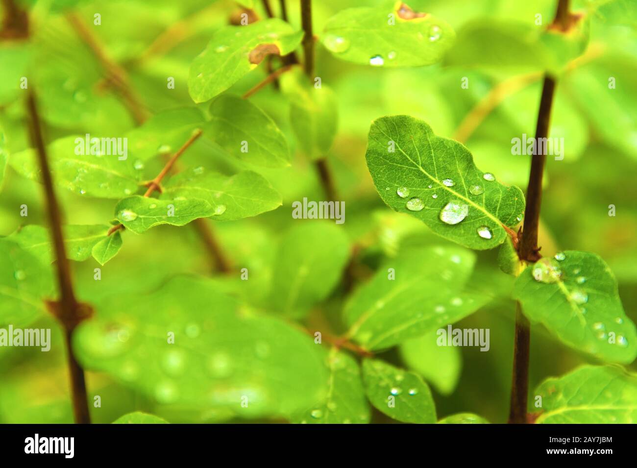 morning dew on green leaves in the forest Stock Photo - Alamy