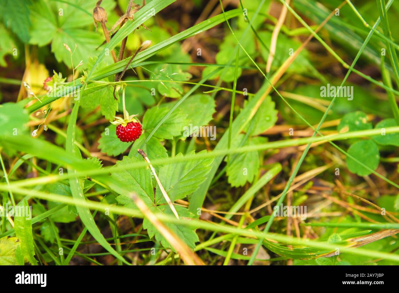 beautiful wild strawberry in a wild forest Stock Photo - Alamy