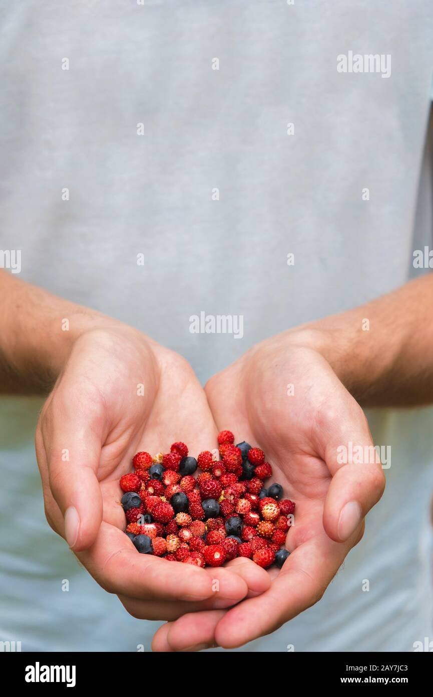 Men's hands hold berries of wild strawberries and blueberries in the ...