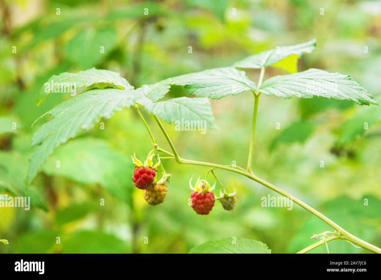 Wild raspberry in forest Stock Photo - Alamy