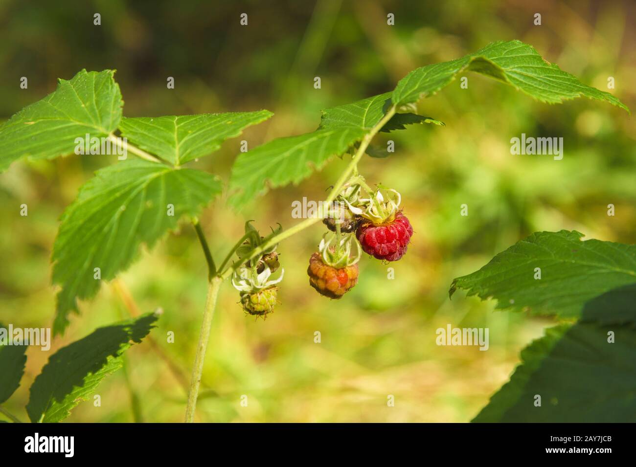 Raspberry Buds High Resolution Stock Photography and Images - Alamy