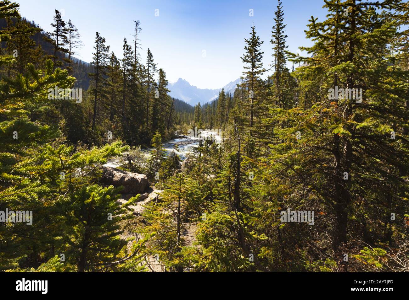 Yoho River Yoho National Park British Columbia Canada Stock Photo - Alamy
