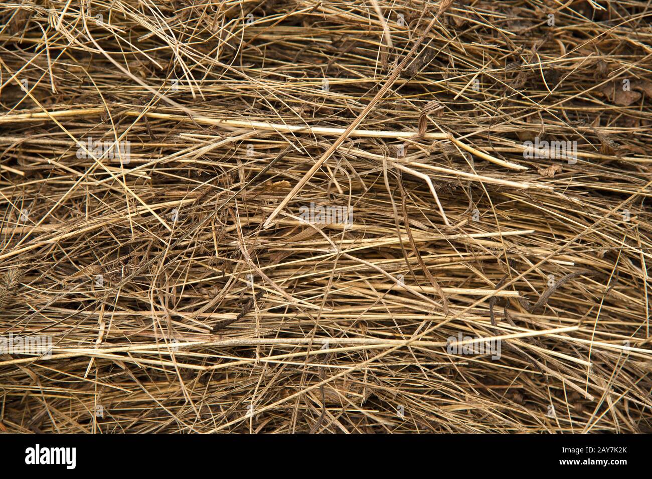 Farm animals hay hi-res stock photography and images - Alamy