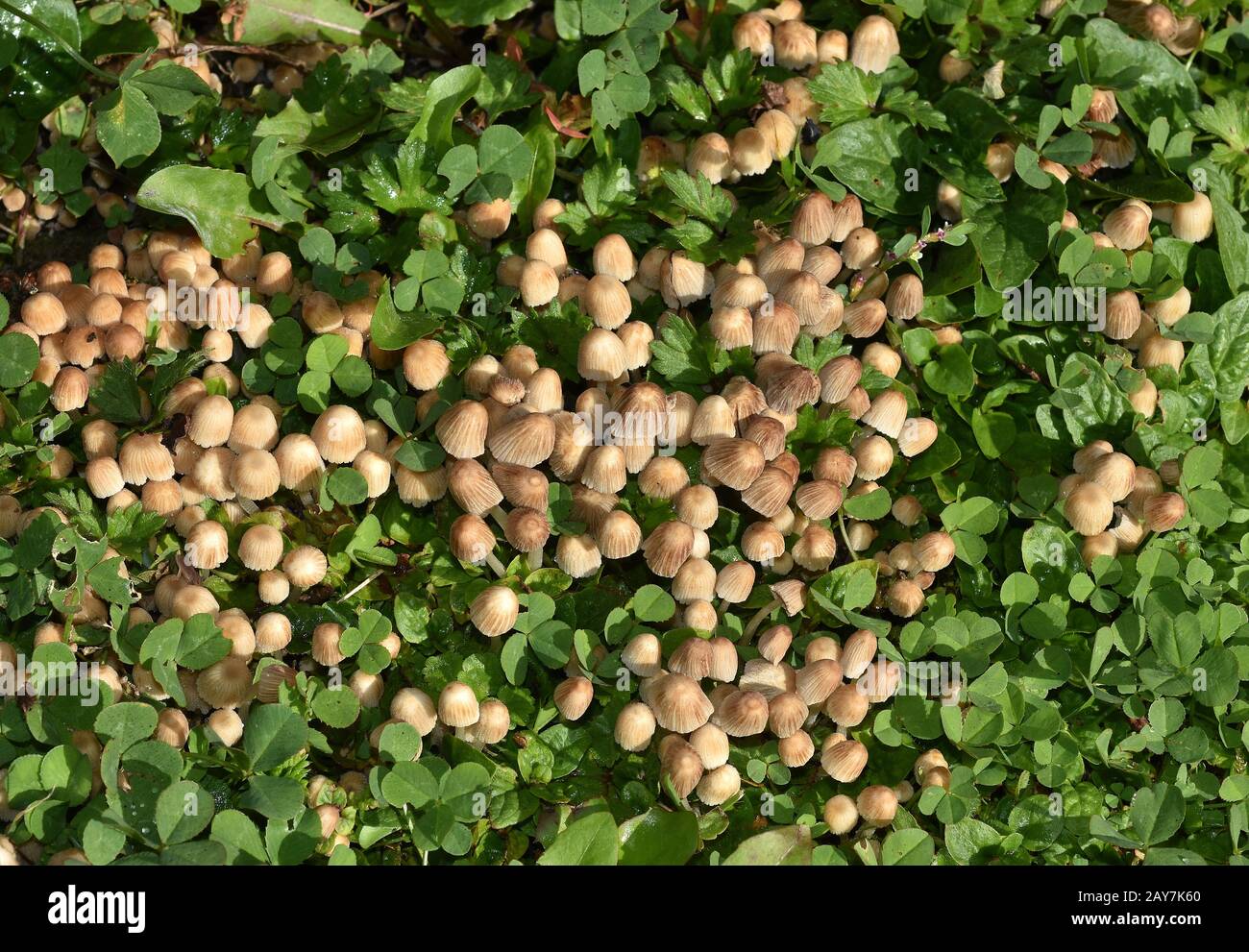 crumble cap; fairy bonnet; fairy inkcap; little helmet; trooping ...