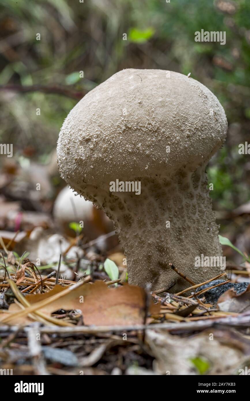 Lycoperdon Gemmatum High Resolution Stock Photography and Images - Alamy