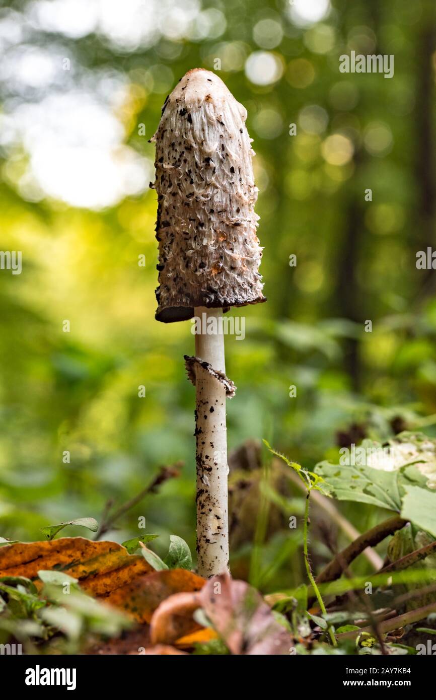 Coprinus comatus forest hi-res stock photography and images - Alamy