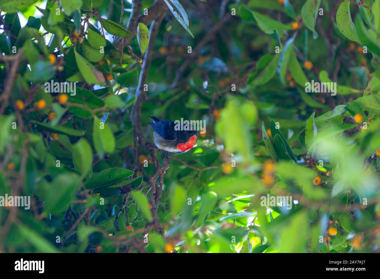 Mistletoe Birds, Dicaeum hirundinaceum, South Molle Island, Queensland ...