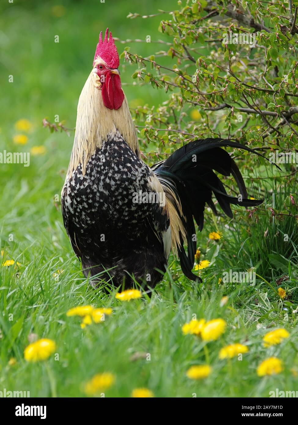 Male chicken hi-res stock photography and images - Alamy