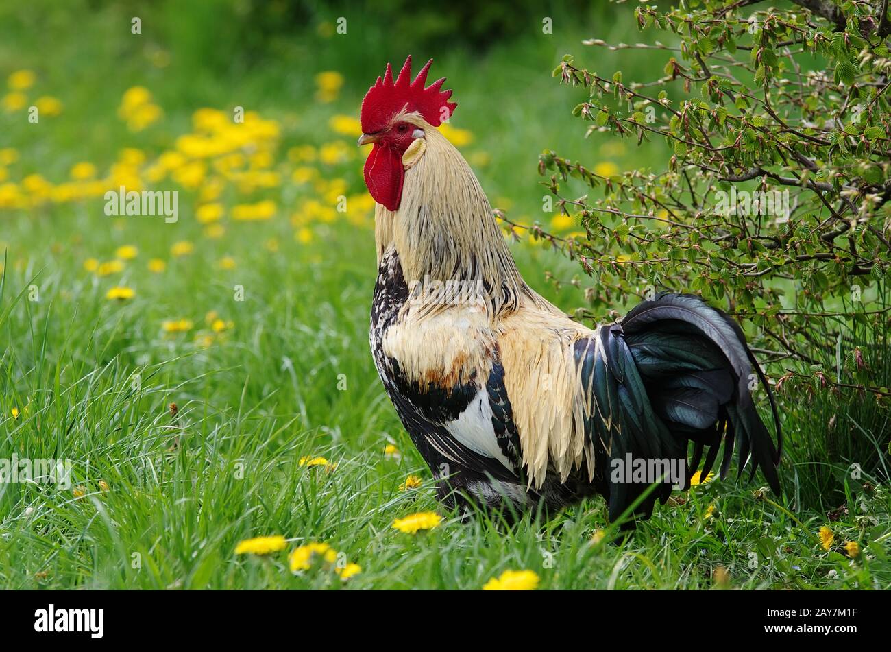 Male chicken hi-res stock photography and images - Alamy