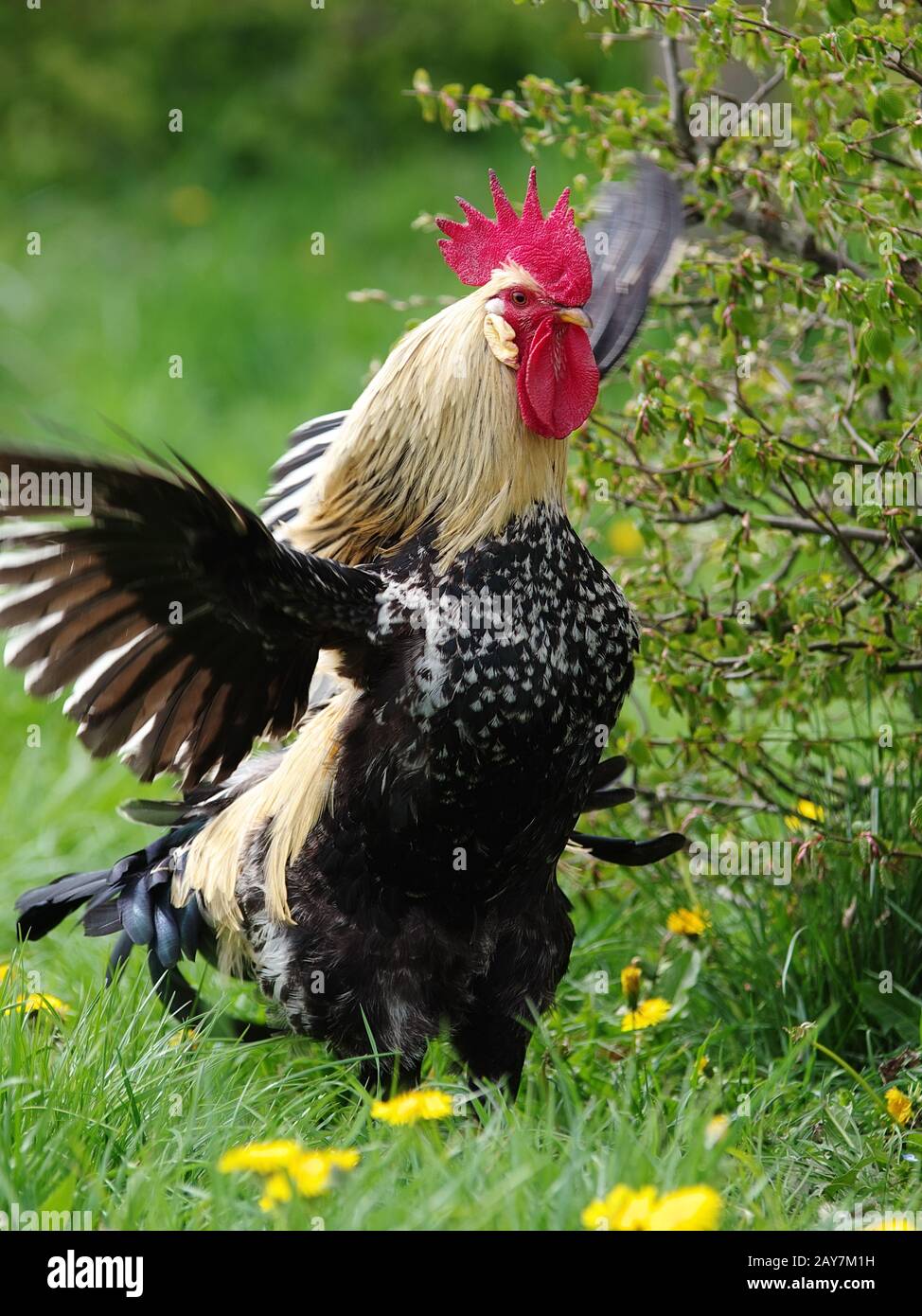 Male chicken hi-res stock photography and images - Alamy