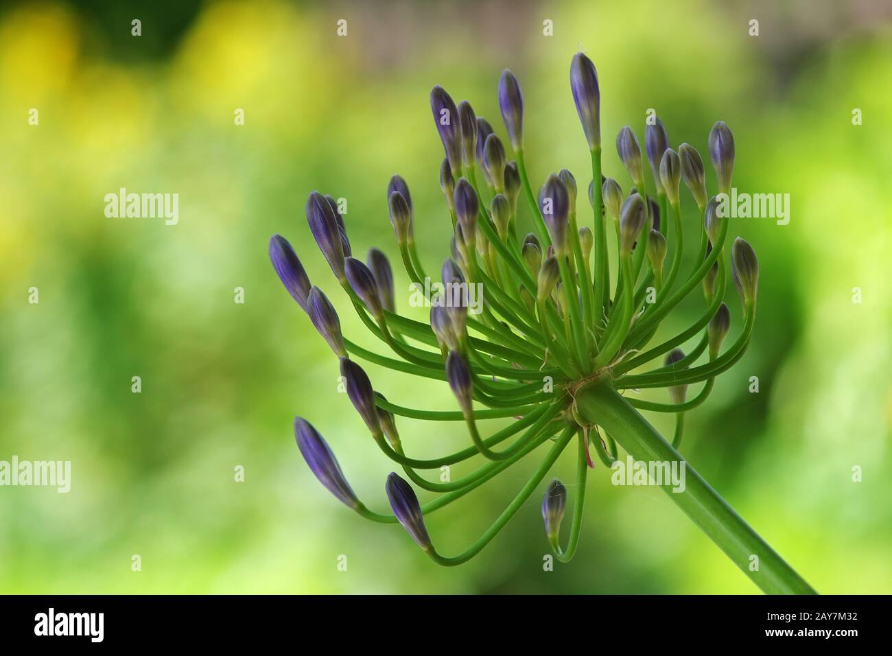 Inflorescence of an African Lily Stock Photo - Alamy