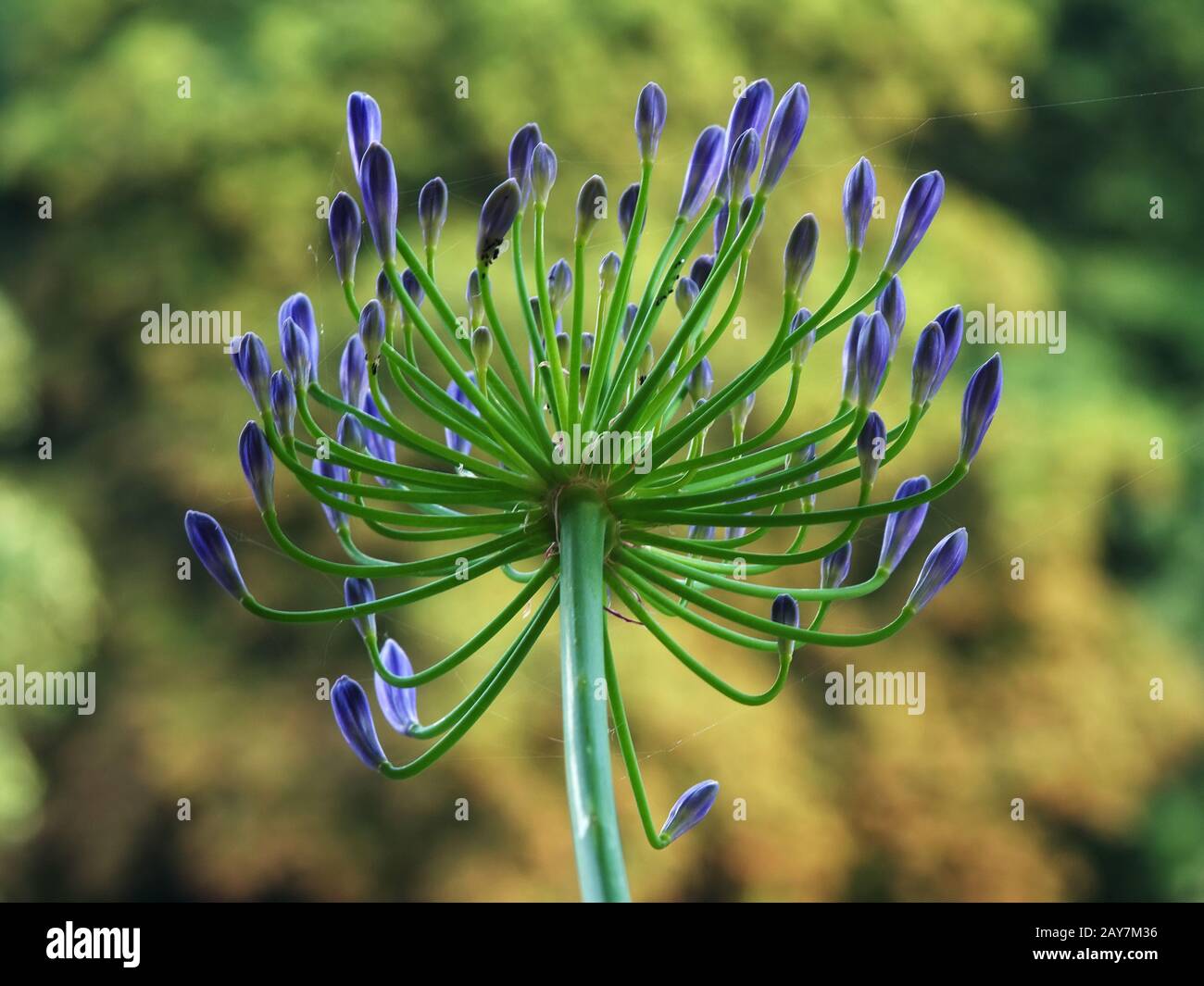 Inflorescence of an African Lily Stock Photo - Alamy