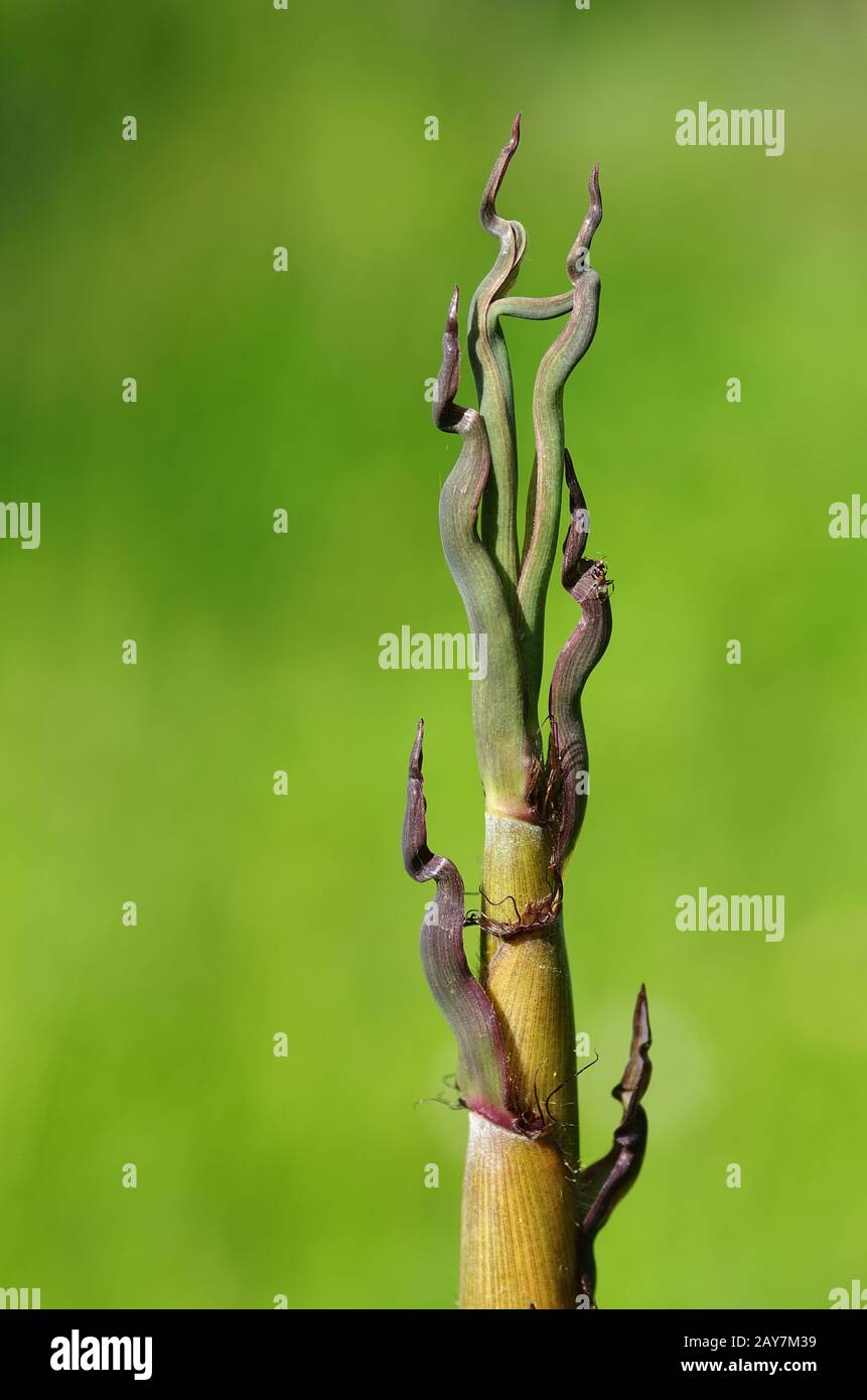 Bambusknospe hi-res stock photography and images - Alamy