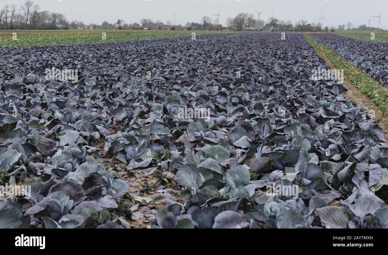 Red cabbage and cabbage on a cabbage field in Schleswig Holstein Stock ...