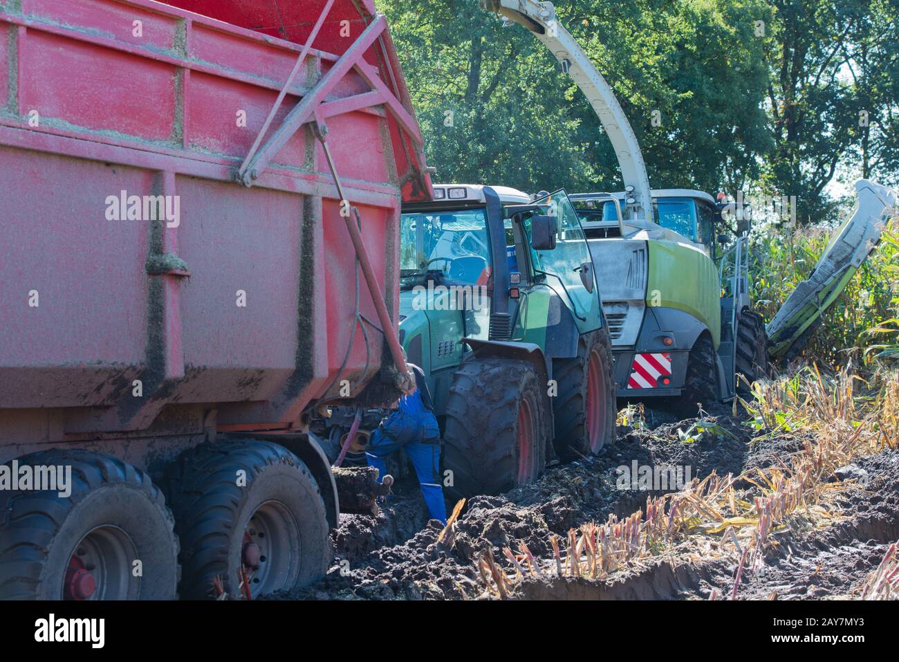 Corn harvest, corn forage harvester in action, harvest truck with ...