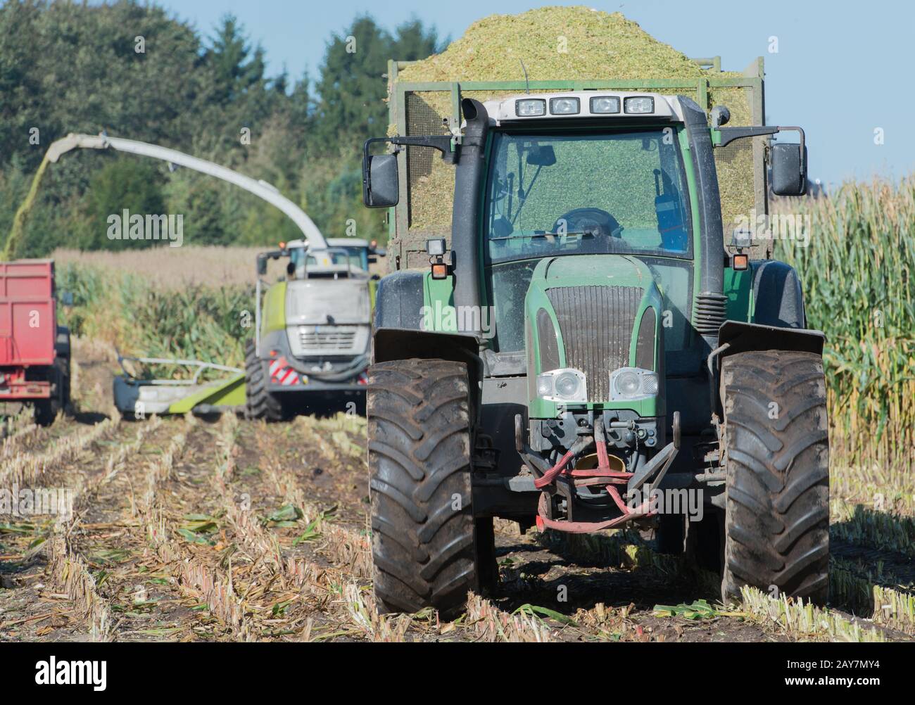 Corn harvest, corn forage harvester in action, harvest truck with ...