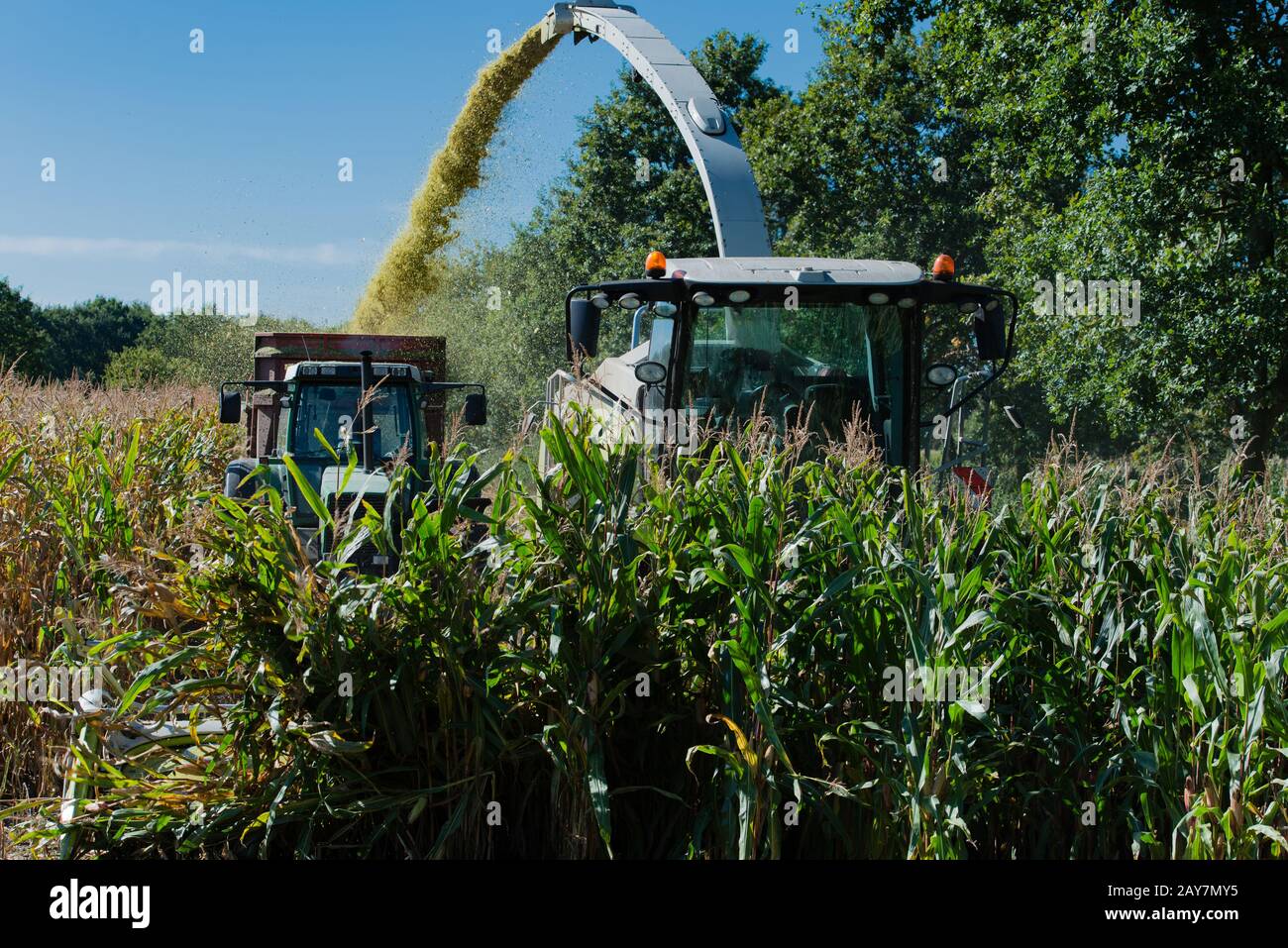 Corn harvest, corn forage harvester in action, harvest truck with ...