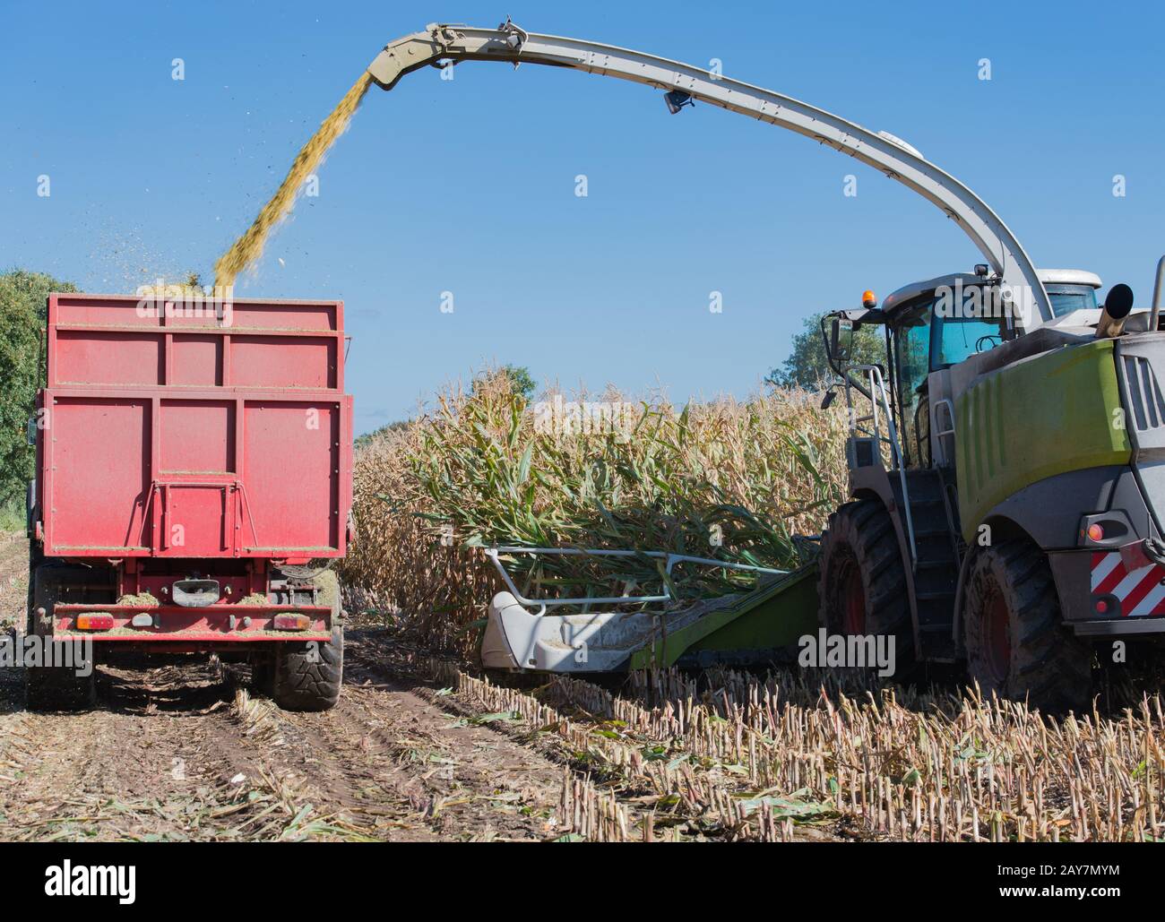 Corn harvest, corn forage harvester in action, harvest truck with ...