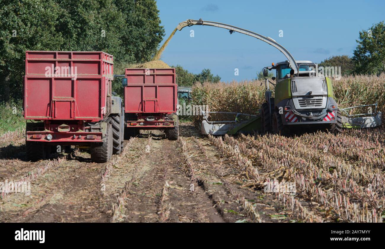 Corn harvest, corn forage harvester in action, harvest truck with ...
