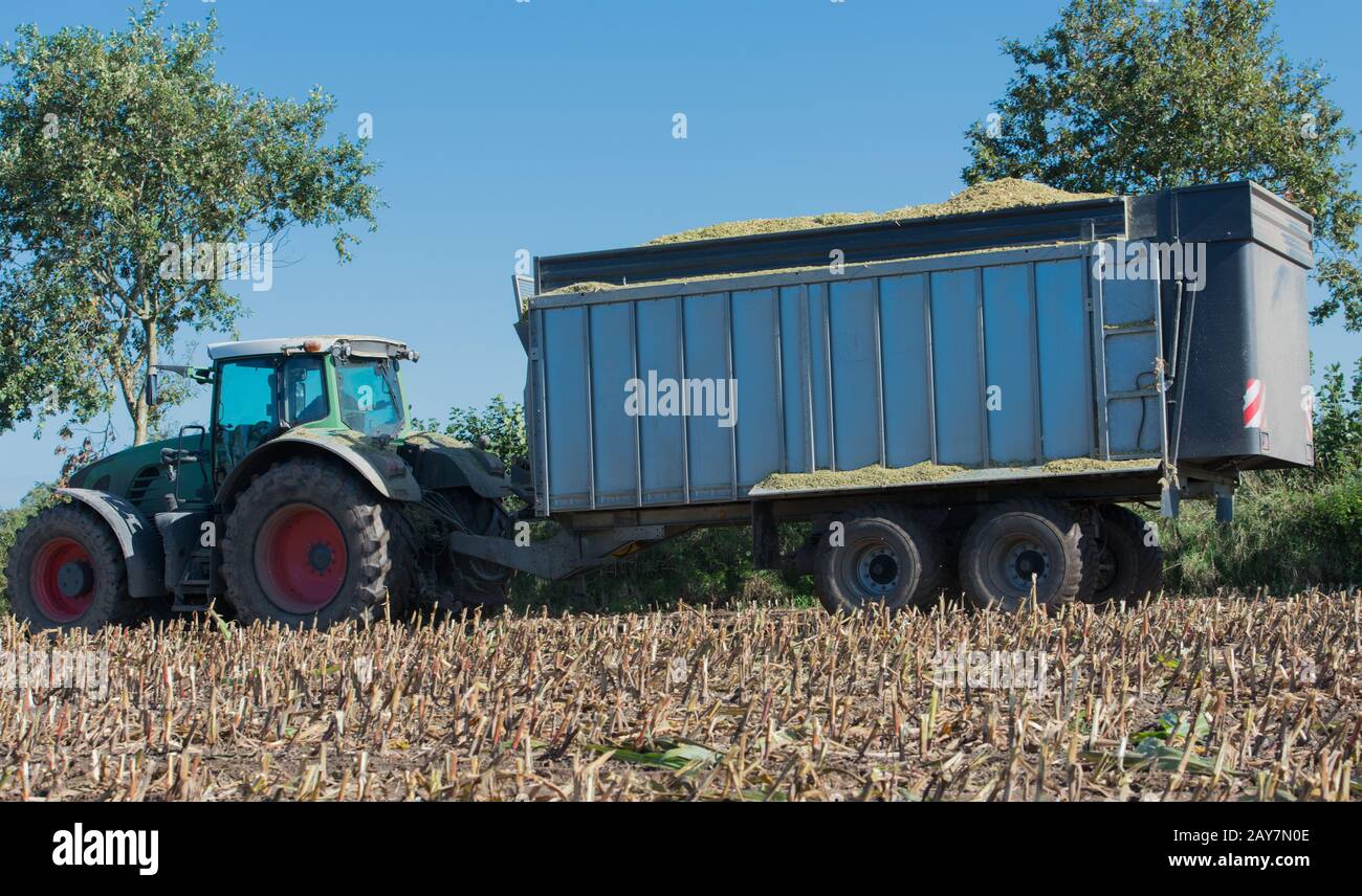 Corn harvest, corn forage harvester in action, harvest truck with ...