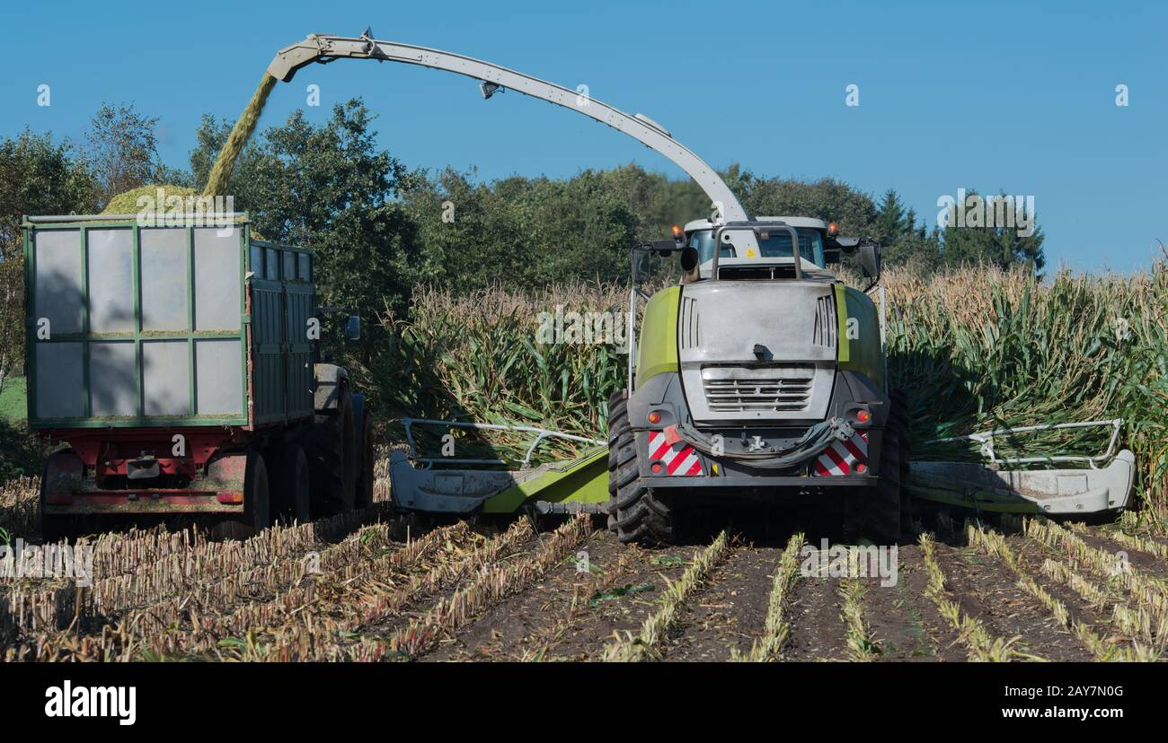 Corn harvest, corn forage harvester in action, harvest truck with ...