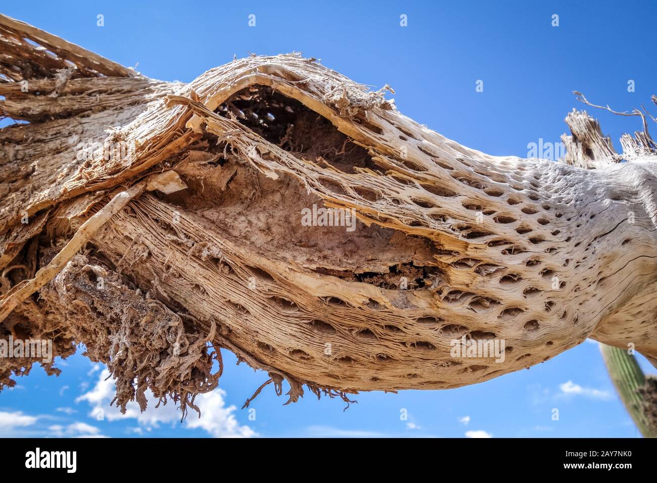 Dry cactus hi-res stock photography and images - Alamy